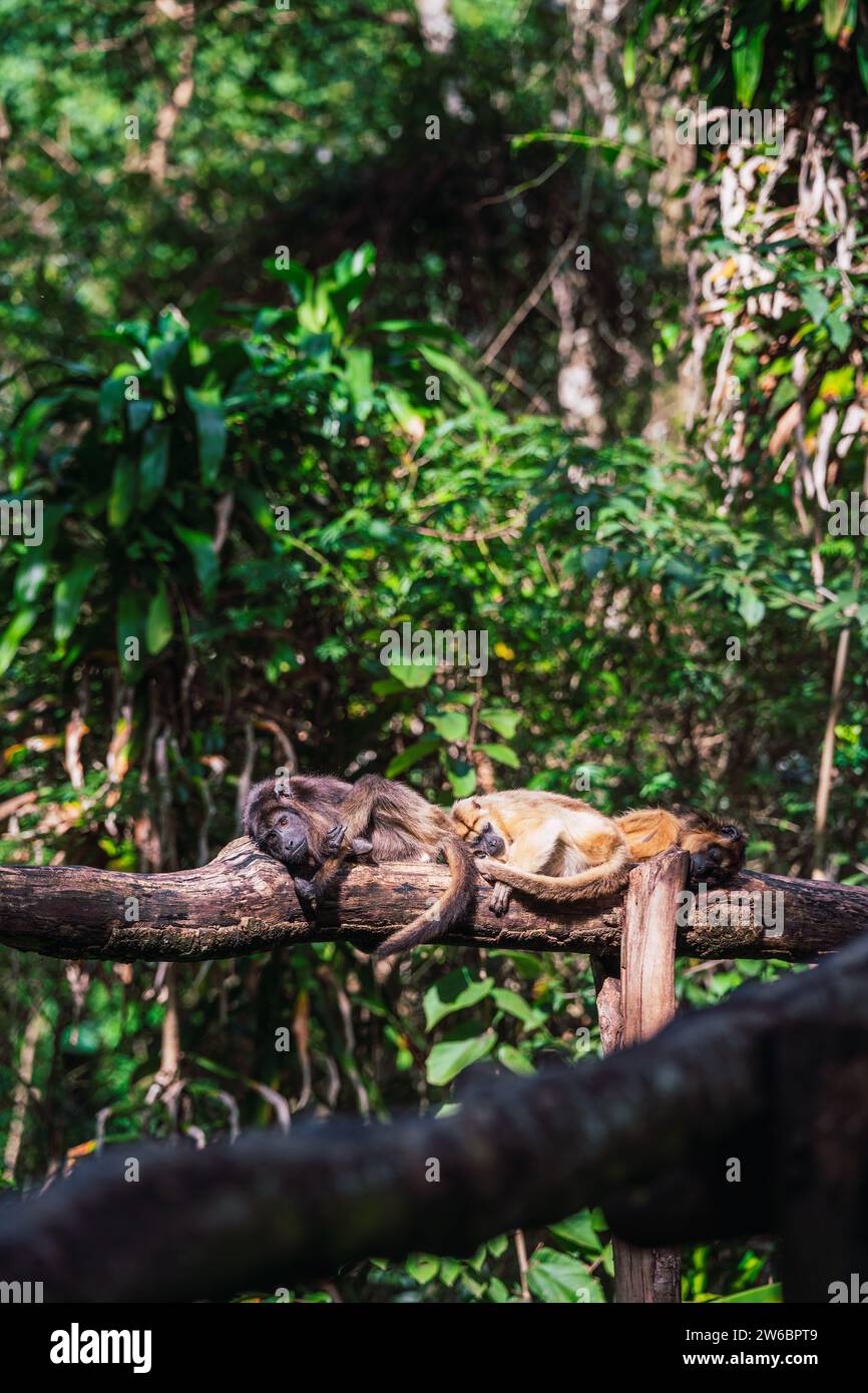 Capuchin monkey lies resting on a tree branch, its expressive face and ...