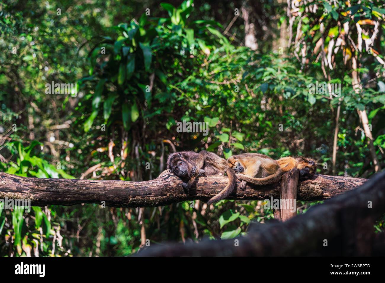 Capuchin monkey lies resting on a tree branch, its expressive face and ...