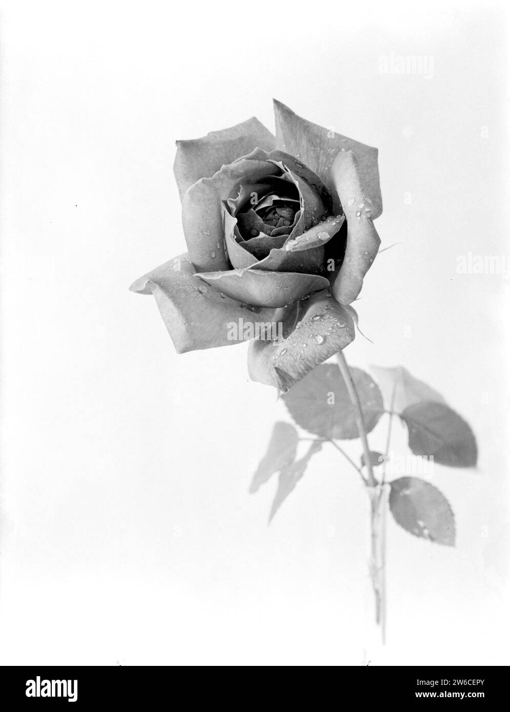 A single rose hi-res stock photography and images - Alamy