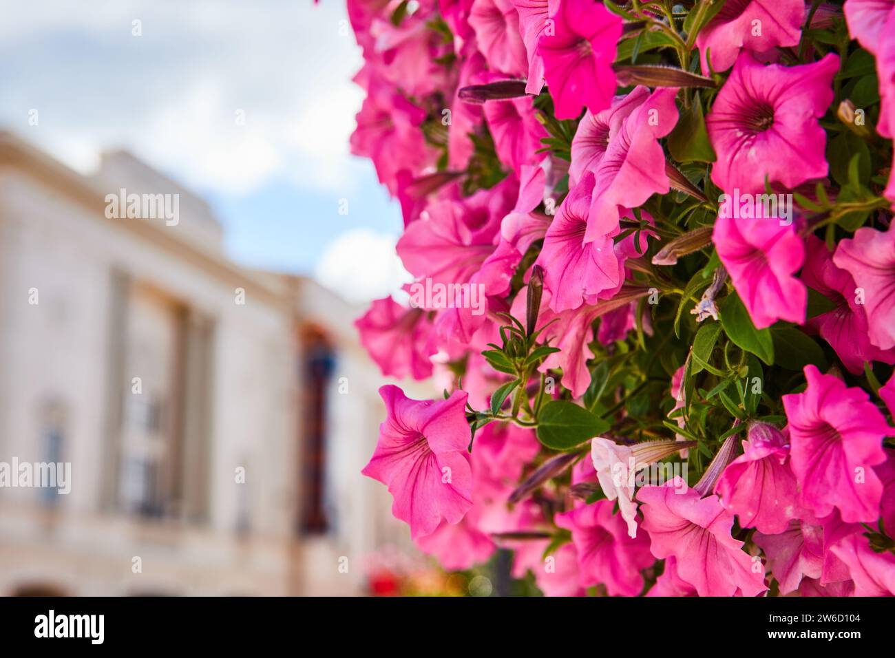 Vibrant Pink Petunias in Urban Setting, Eye-Level Perspective Stock ...
