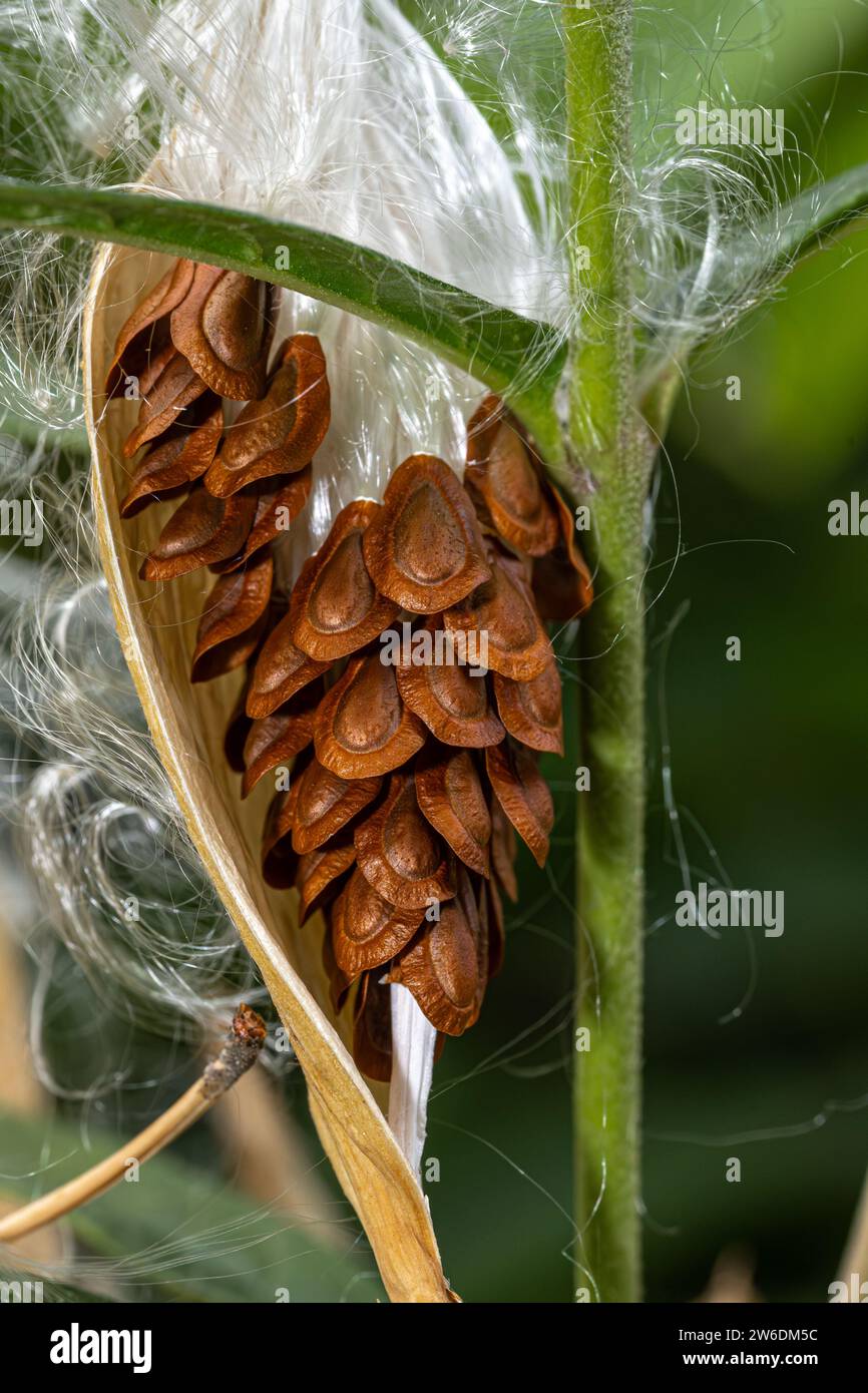 Milkweed Seeds (Asclepias spec) in open Seed Pods Stock Photo - Alamy