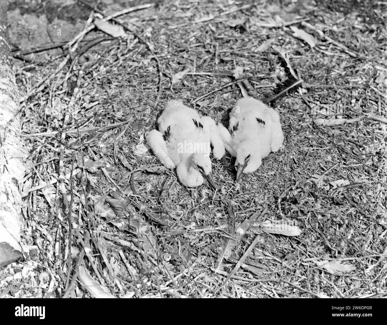 Dutch stork Black and White Stock Photos & Images - Alamy