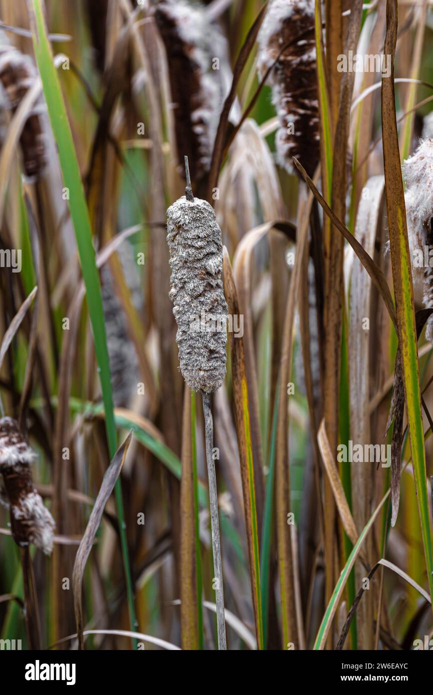 Common Reed (Phragmites australis) Plants Stock Photo - Alamy