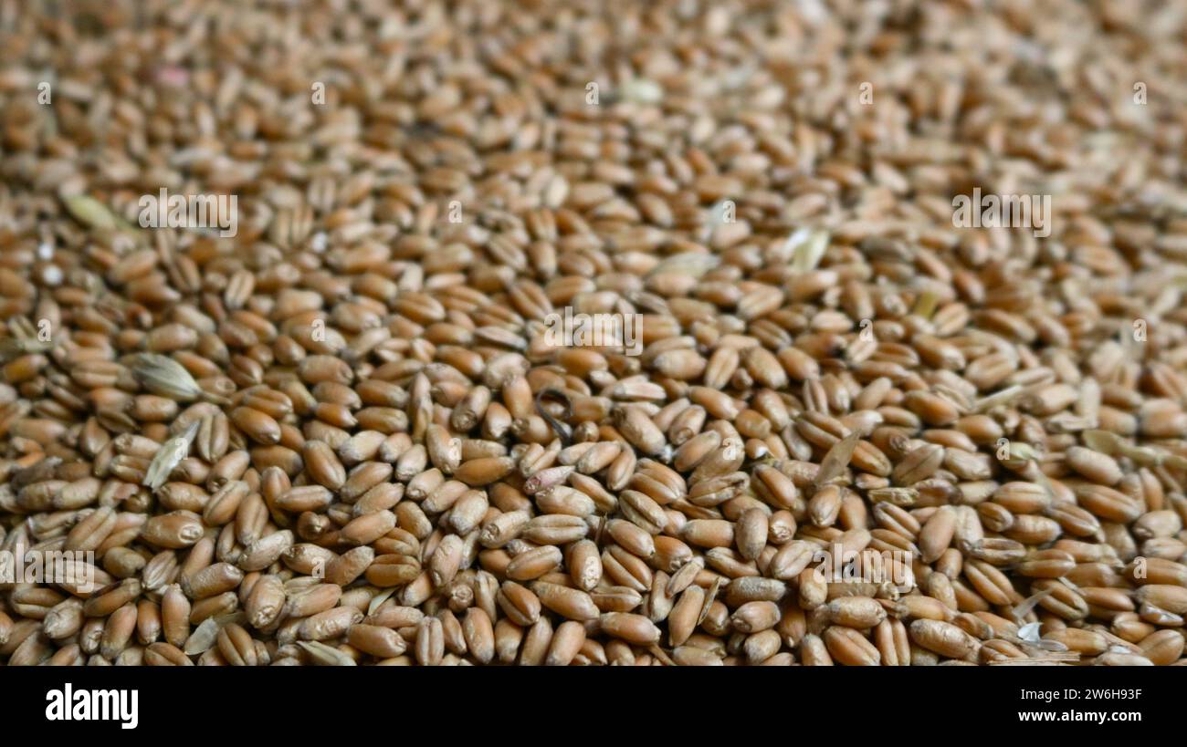 texture of dry wheat grains on a flat surface blurred along the edges ...