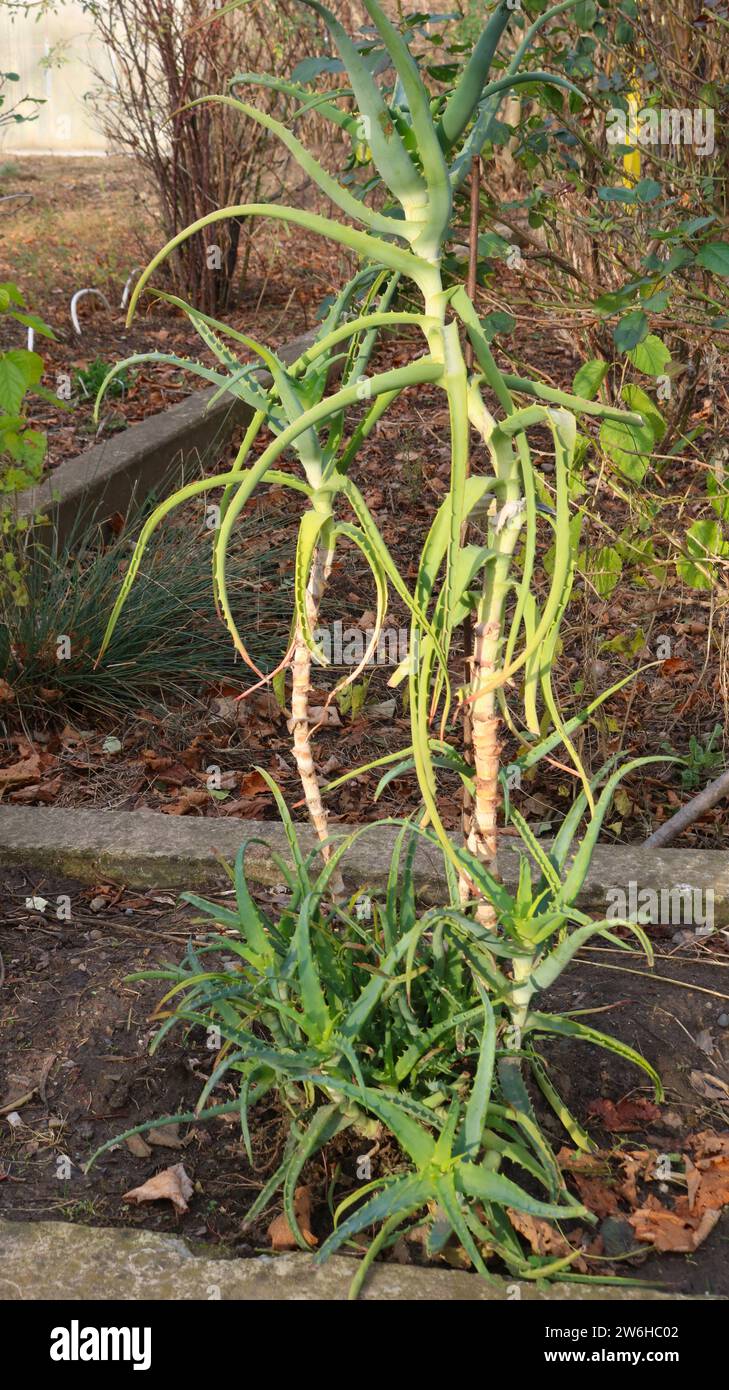 indoor tree-like aloe transplanted into a flowerbed in an open-air ...