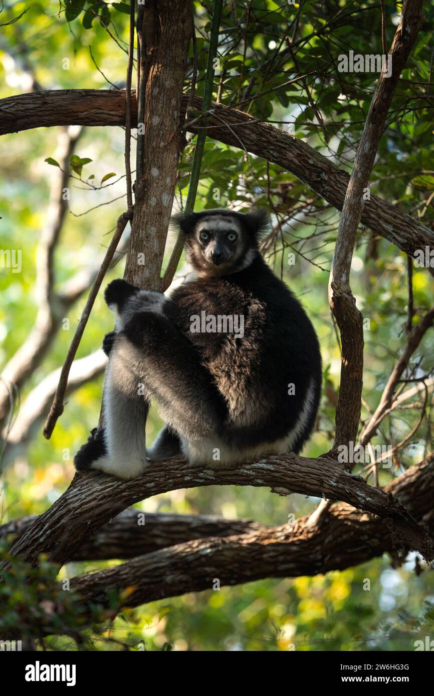 Indri on the tree in Madagascar island. The biggest lemur on Madagascar ...