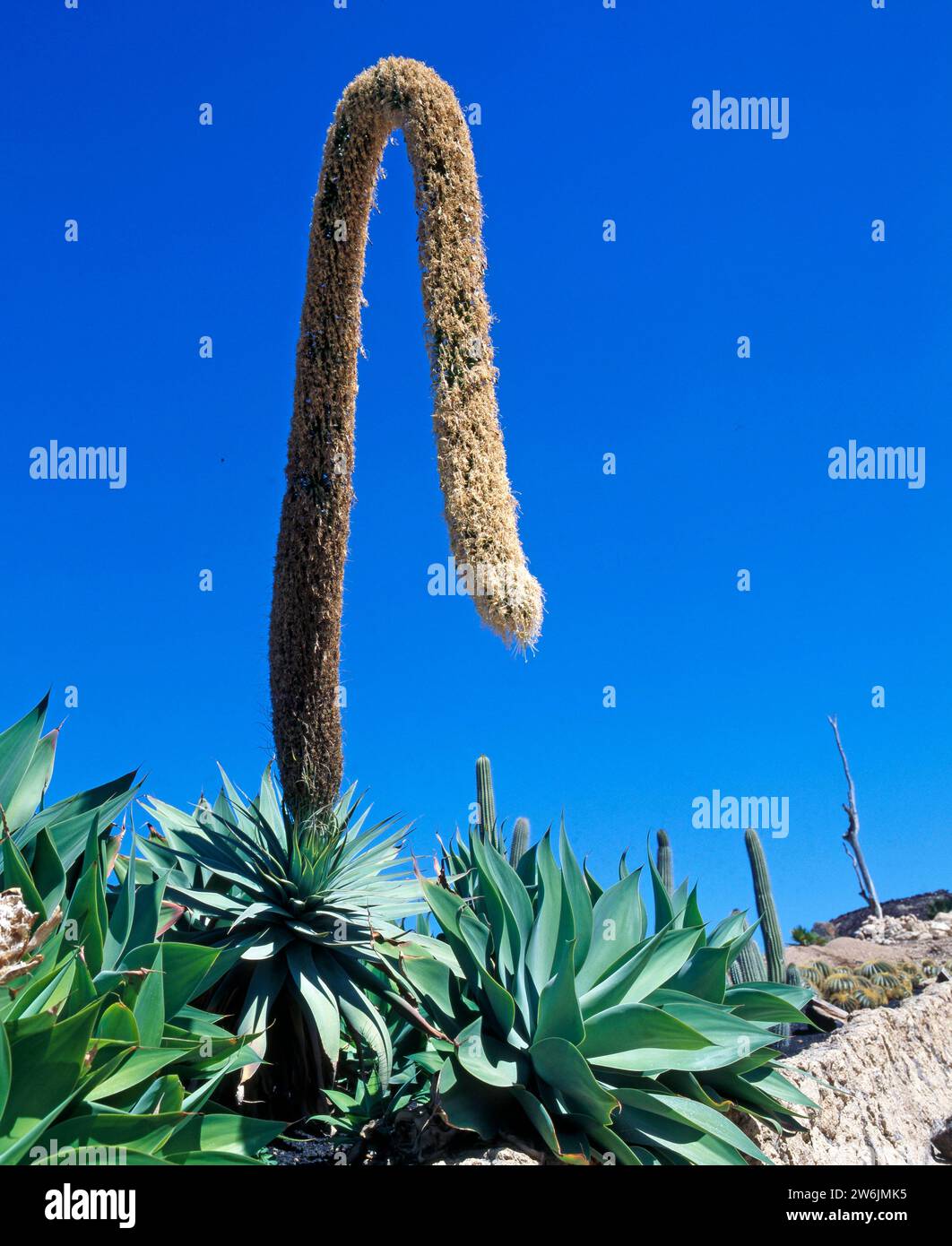 Drachenbaumagave, Agave attenuata, im Cactuspark Desierto Feliz bei ...