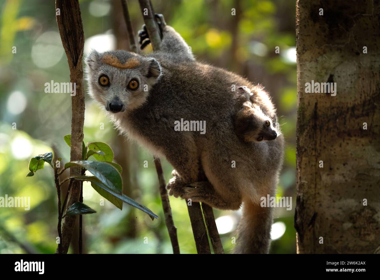 Crowned lemur with baby in the forest. Group of lemurs in Madagascar ...
