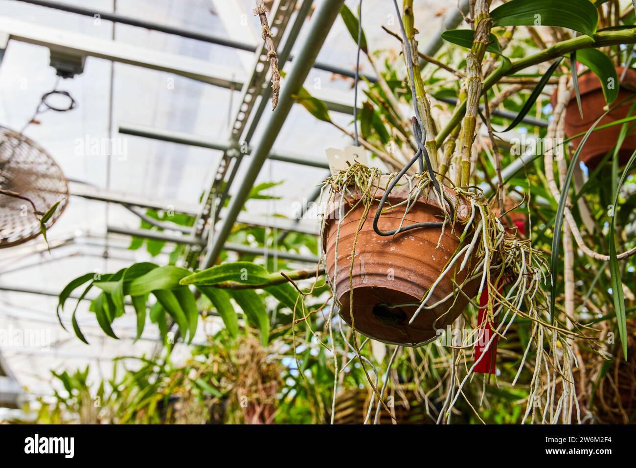 Greenhouse Orchid in Terracotta Pot, Eye-Level View Stock Photo - Alamy
