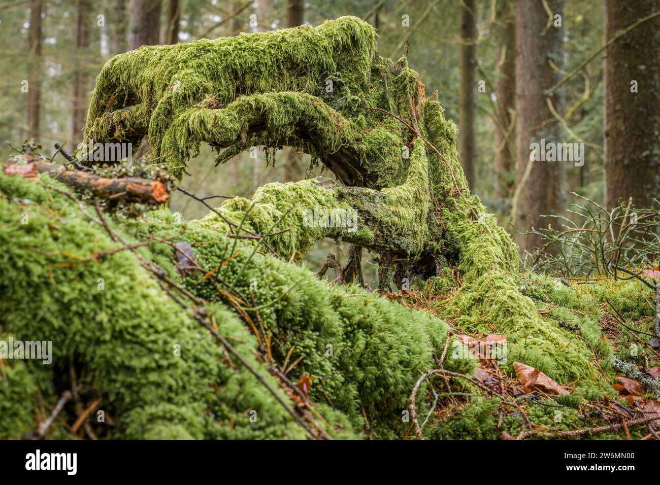Moss-covered tree stump and roots in the forest with foliage and moss ...