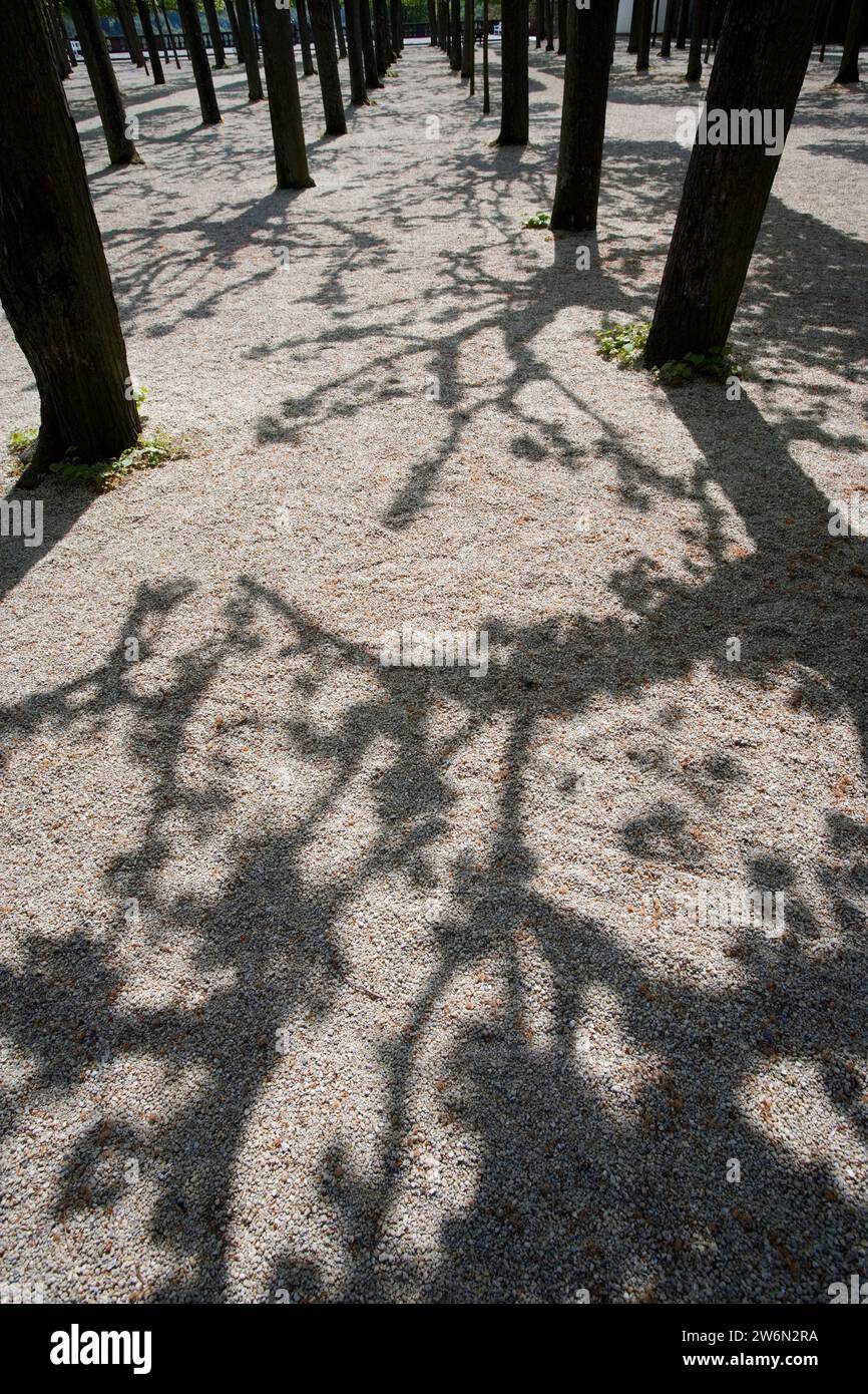 Linden trees planted in a quincunx pattern, Lower orangery, Schloss ...