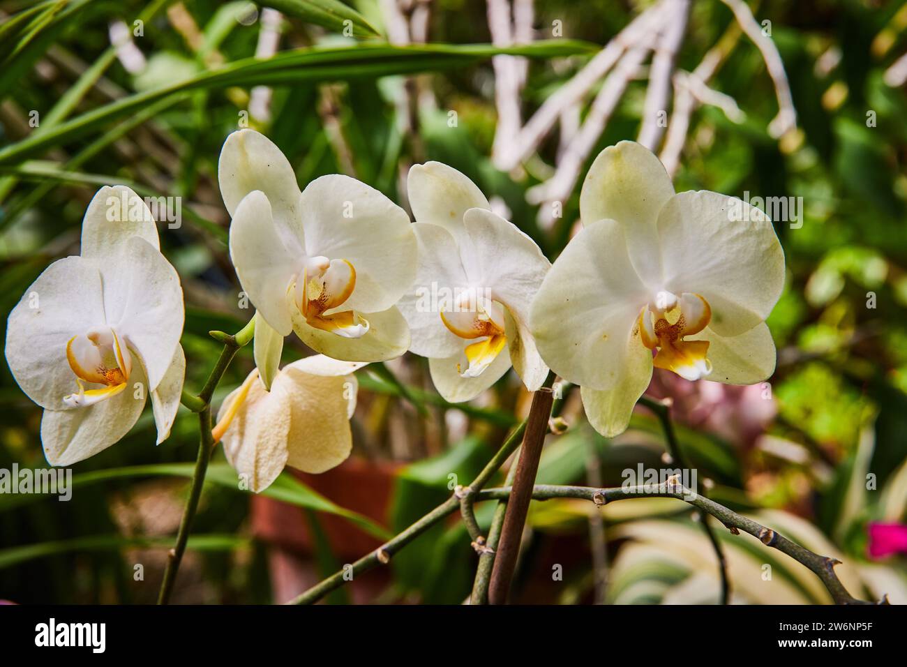 White shaded background hi-res stock photography and images - Alamy