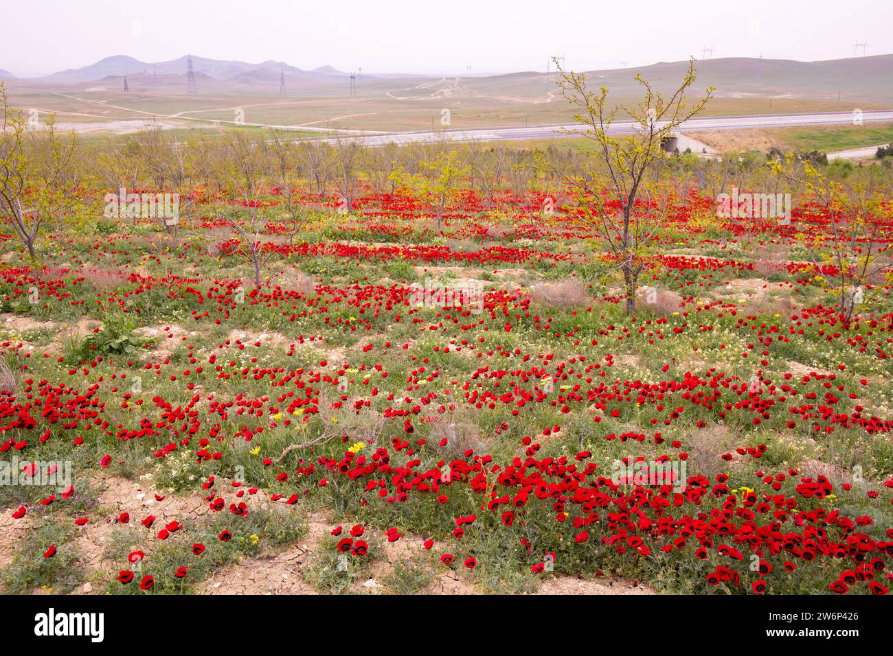 Beautiful poppy field in spring. Azerbaijan Stock Photo - Alamy