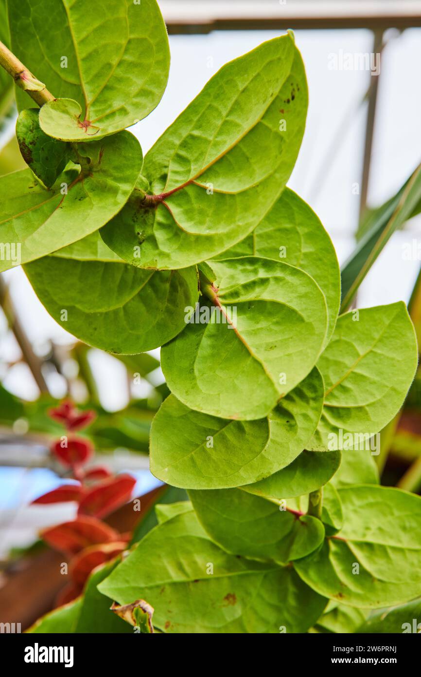 Vibrant Greenhouse Leaves with Soft Focus Background Stock Photo - Alamy