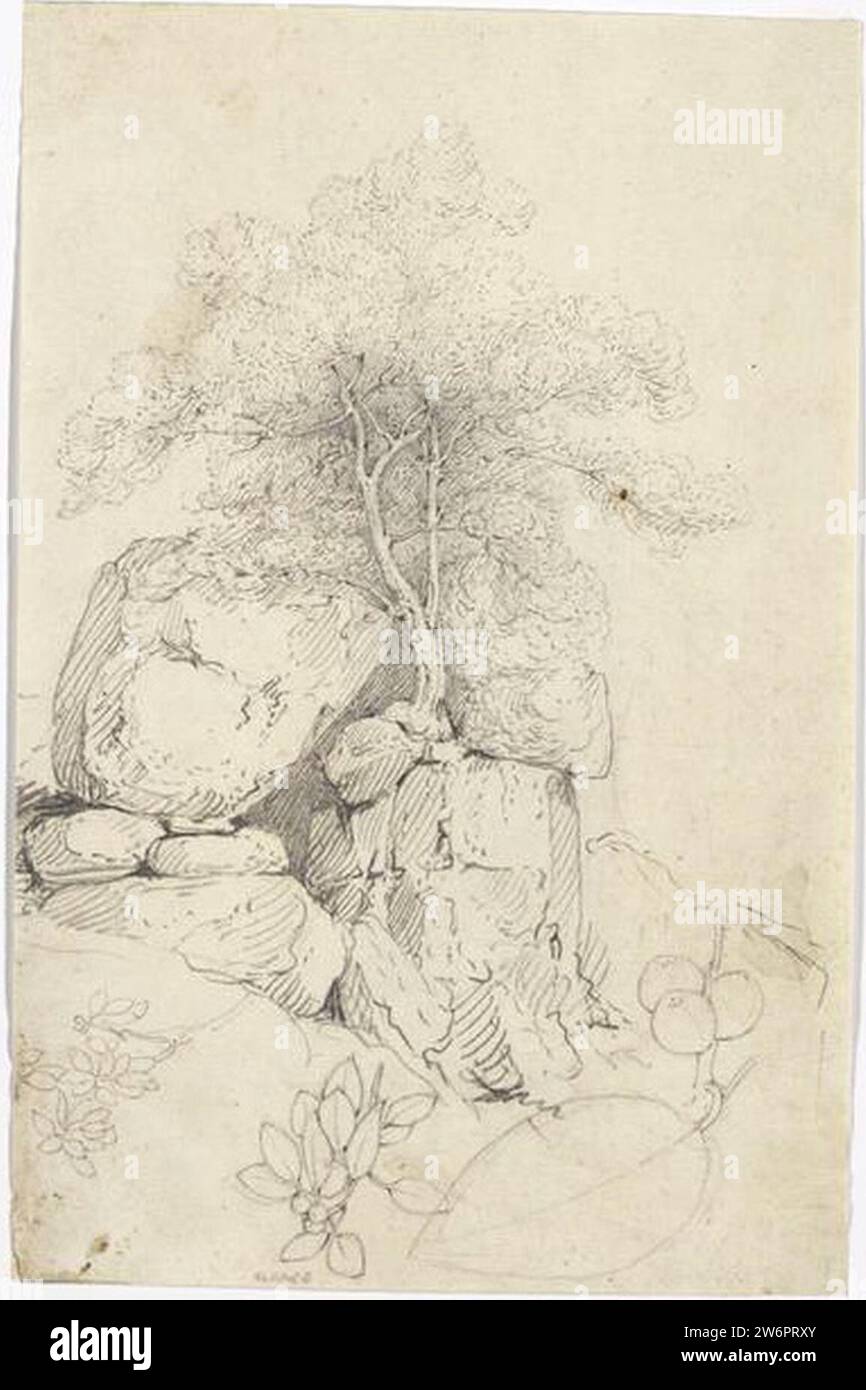 William Westall A tree (Keppel Bay Stock Photo - Alamy