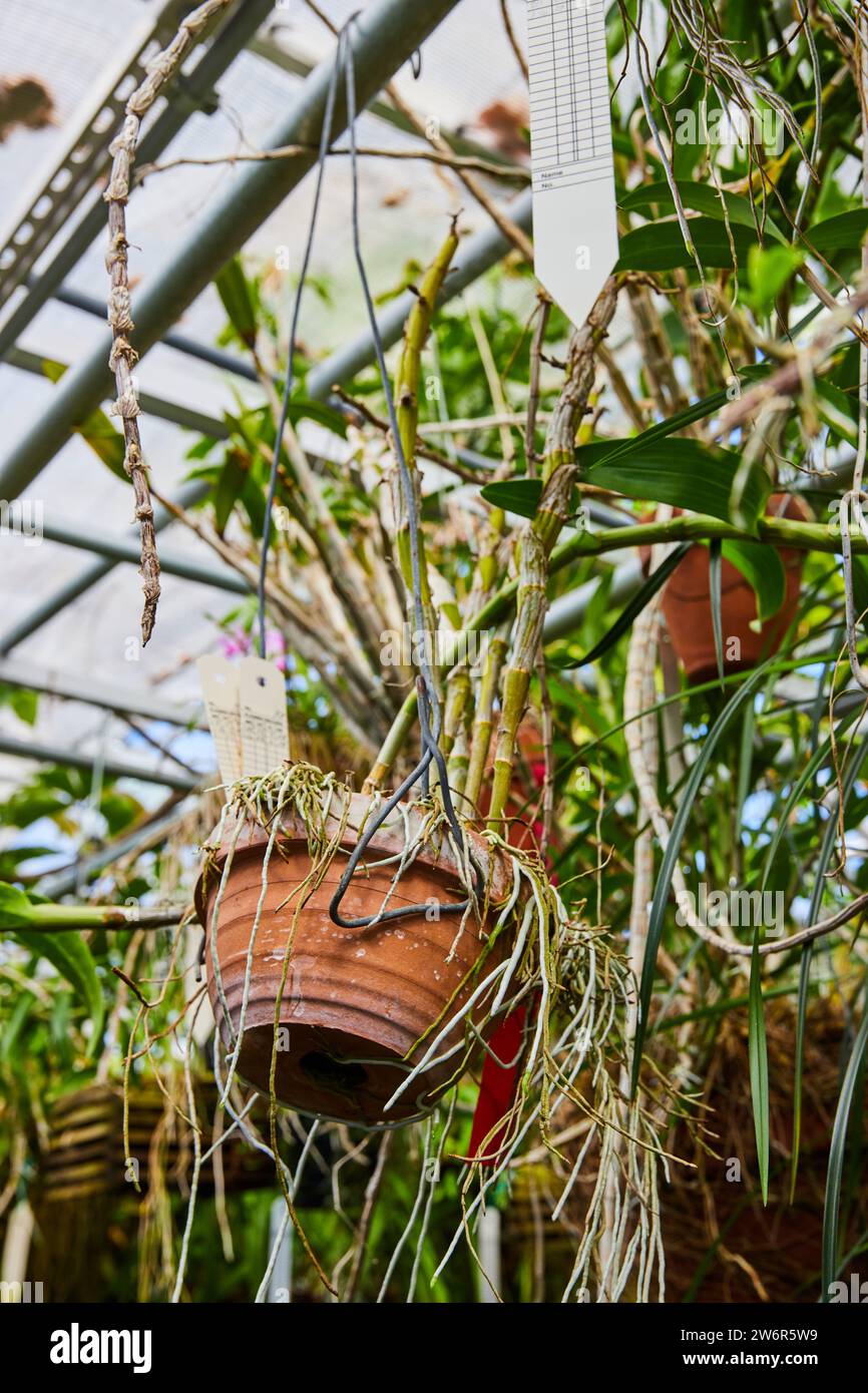 Lush Greenhouse Garden with Overgrown Plant Roots and Rusted Pot Hanger ...