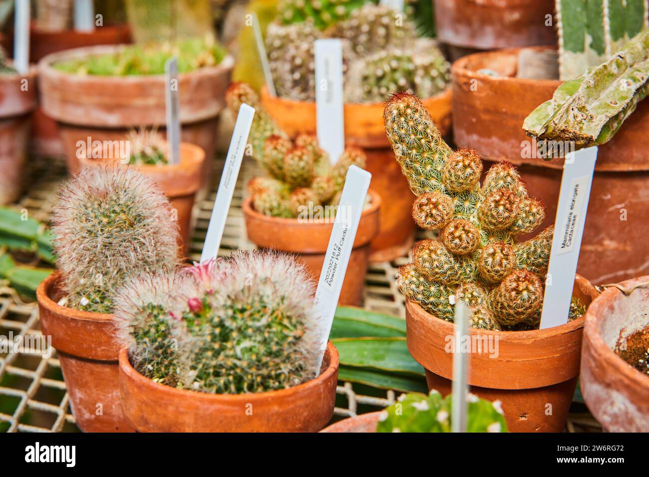 Rustic Cacti Collection in Terracotta Pots with Labels, Eye-Level View ...