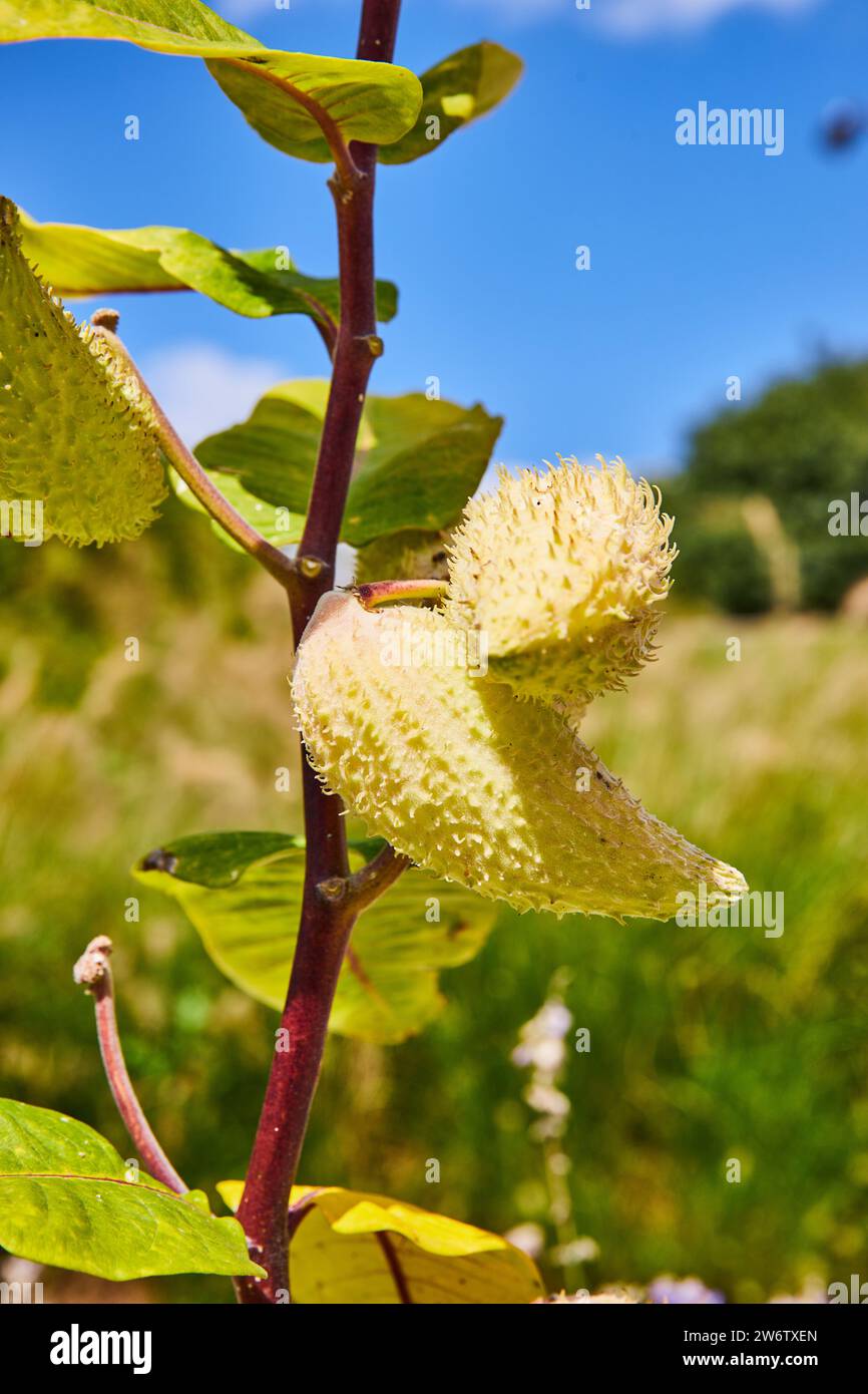 Spiky Seed Pods and Red Stem Against Blue Sky, Close-Up Perspective ...