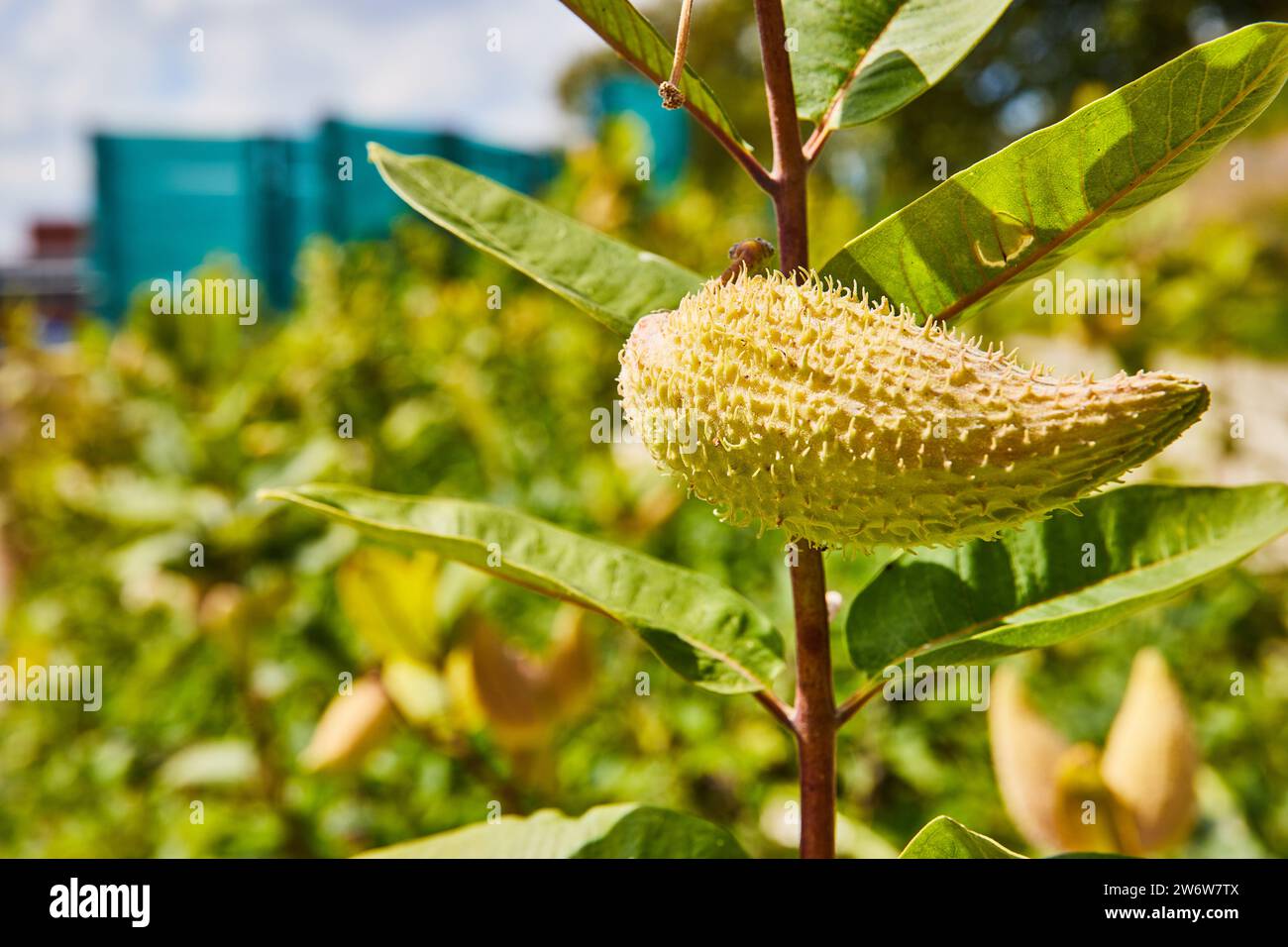 Milkweed Pod Close-Up with Urban Backdrop in Natural Setting Stock ...