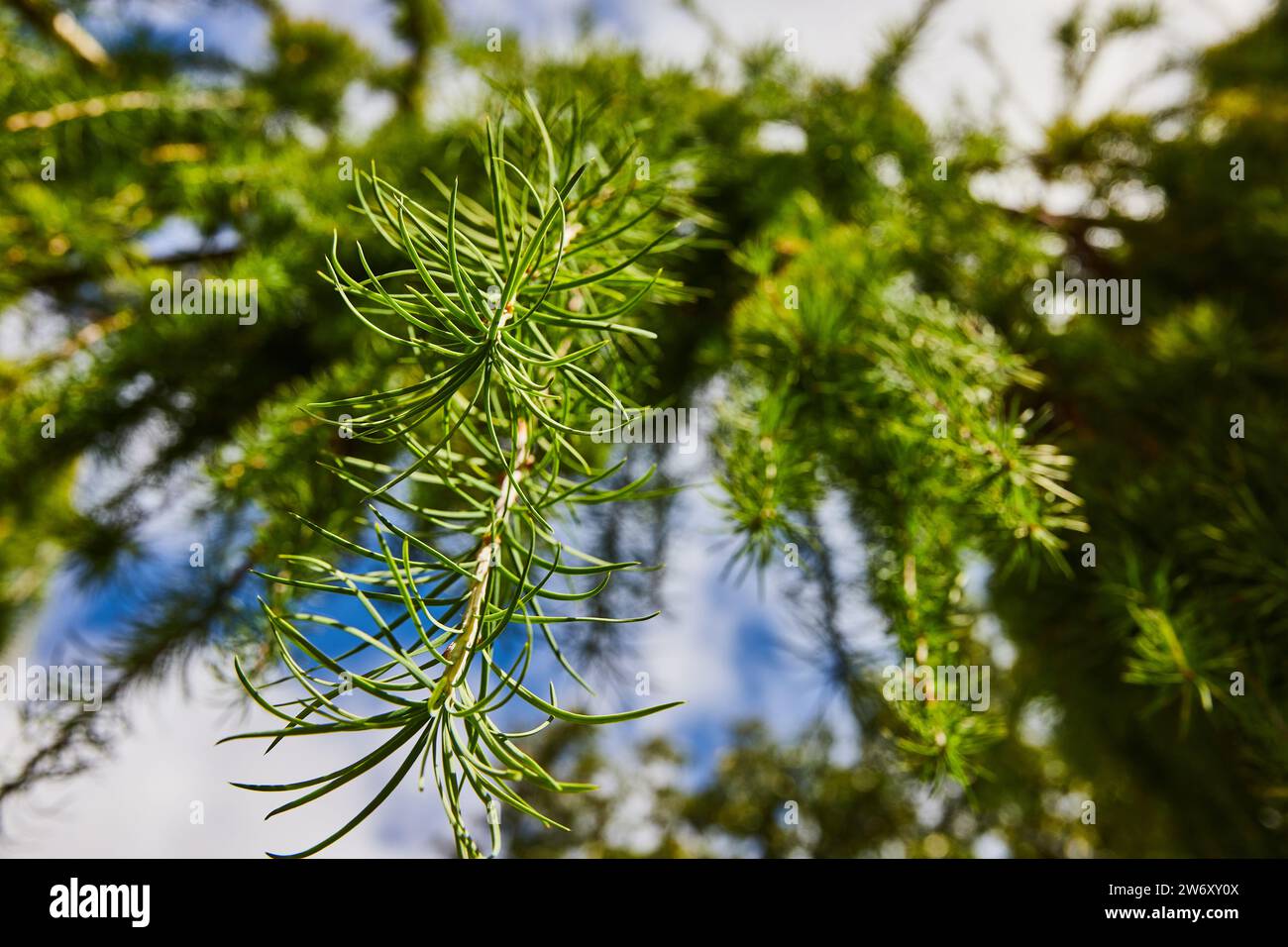 Radiant Conifer Needles and Sun-Dappled Forest Canopy Stock Photo - Alamy