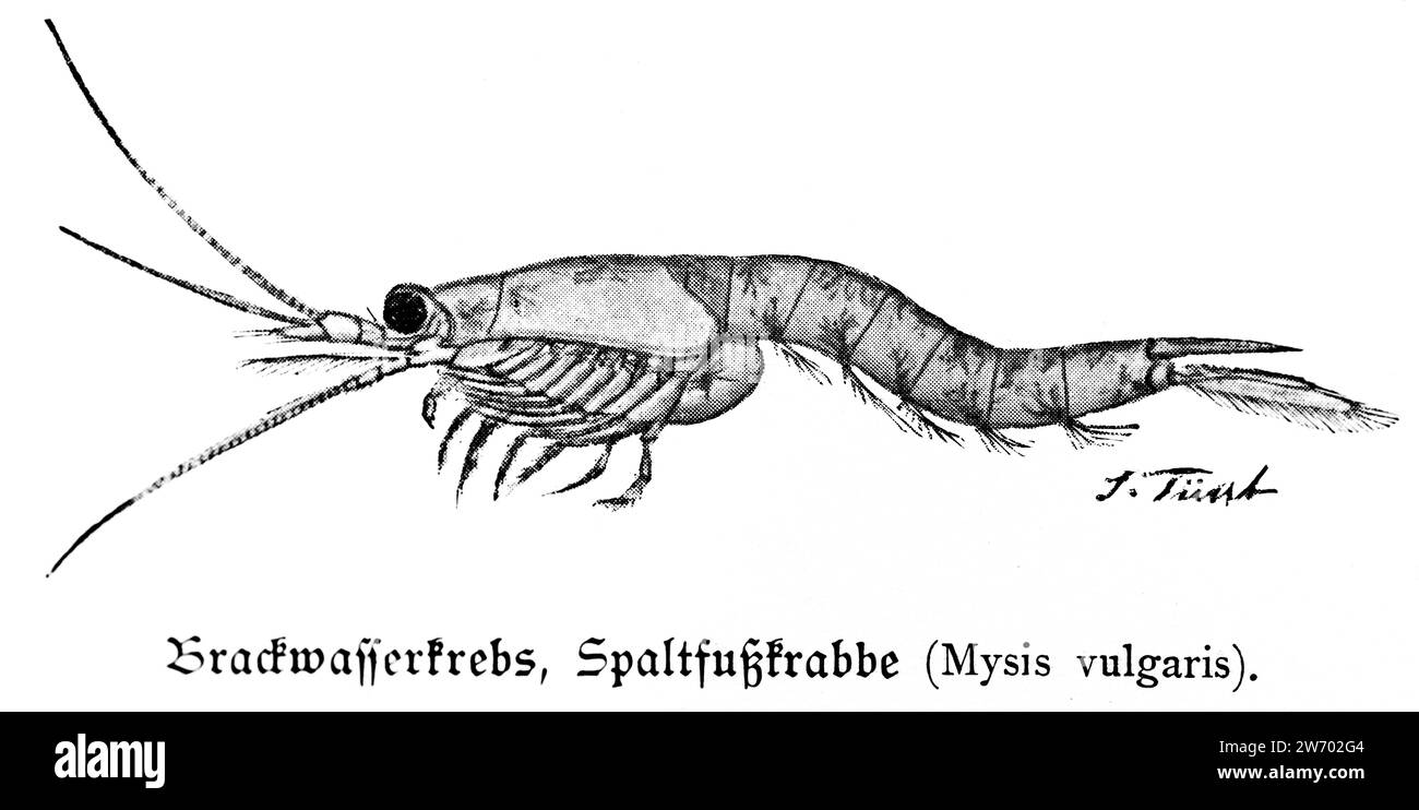 Brackish river prawn (Macrobrachium macrobrachion) or ...