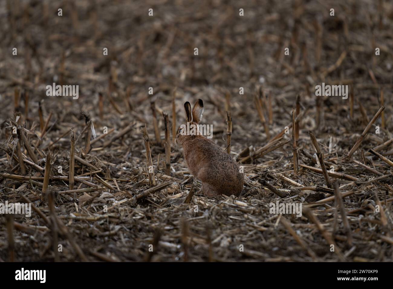 European hare is hiding on the field. Common hare on the open space ...
