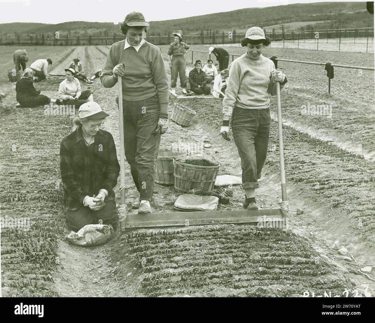 Willow cuttings planting operation Stock Photo - Alamy