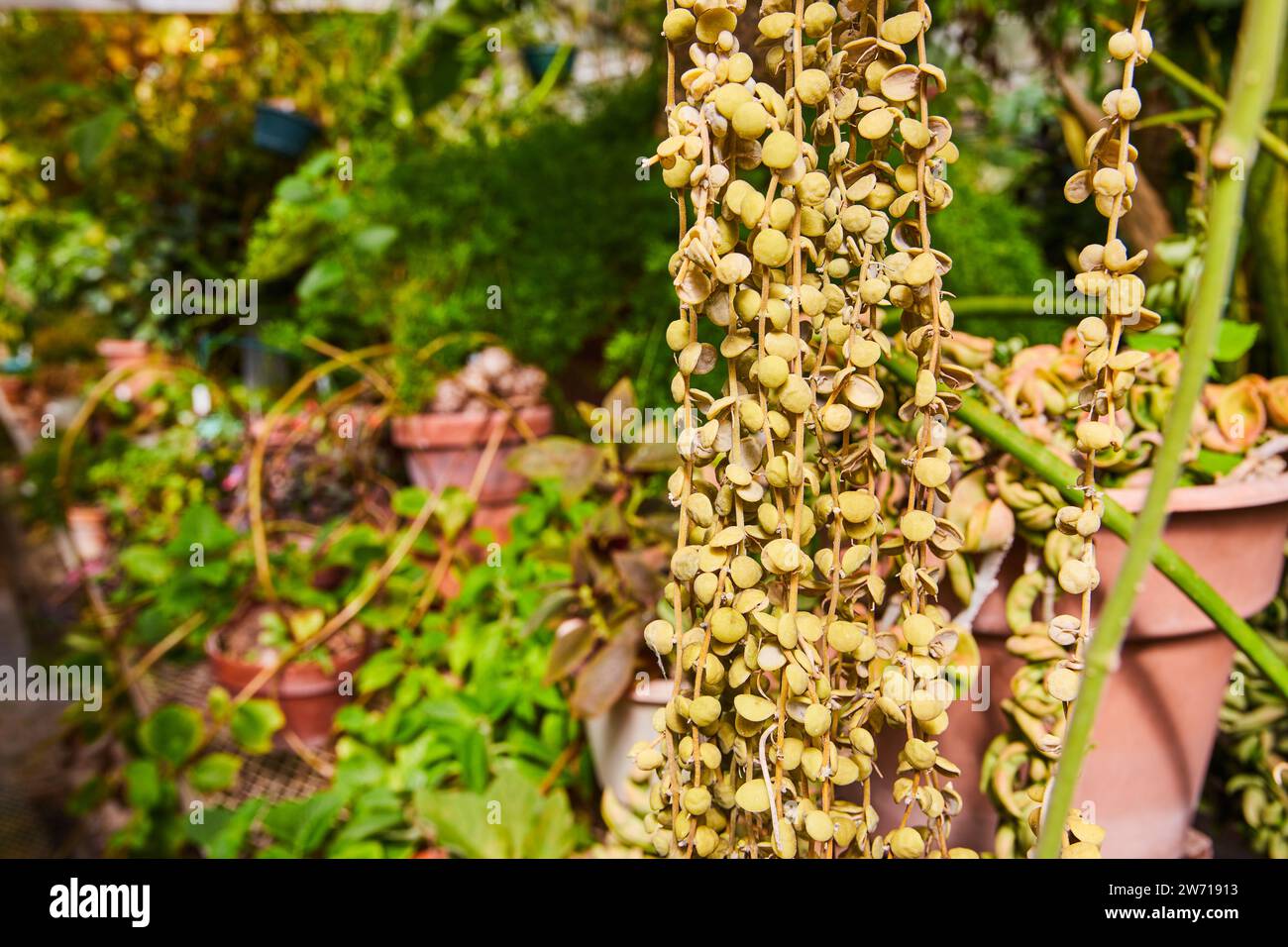 Lush Greenhouse Plant Tendrils and Nursery Flora, Eye-Level View Stock ...