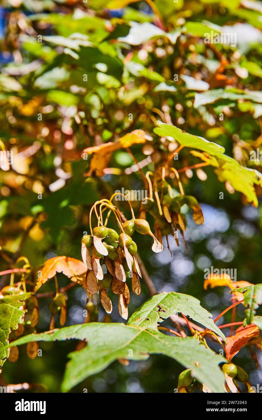 Maple tree seed pods hi-res stock photography and images - Alamy