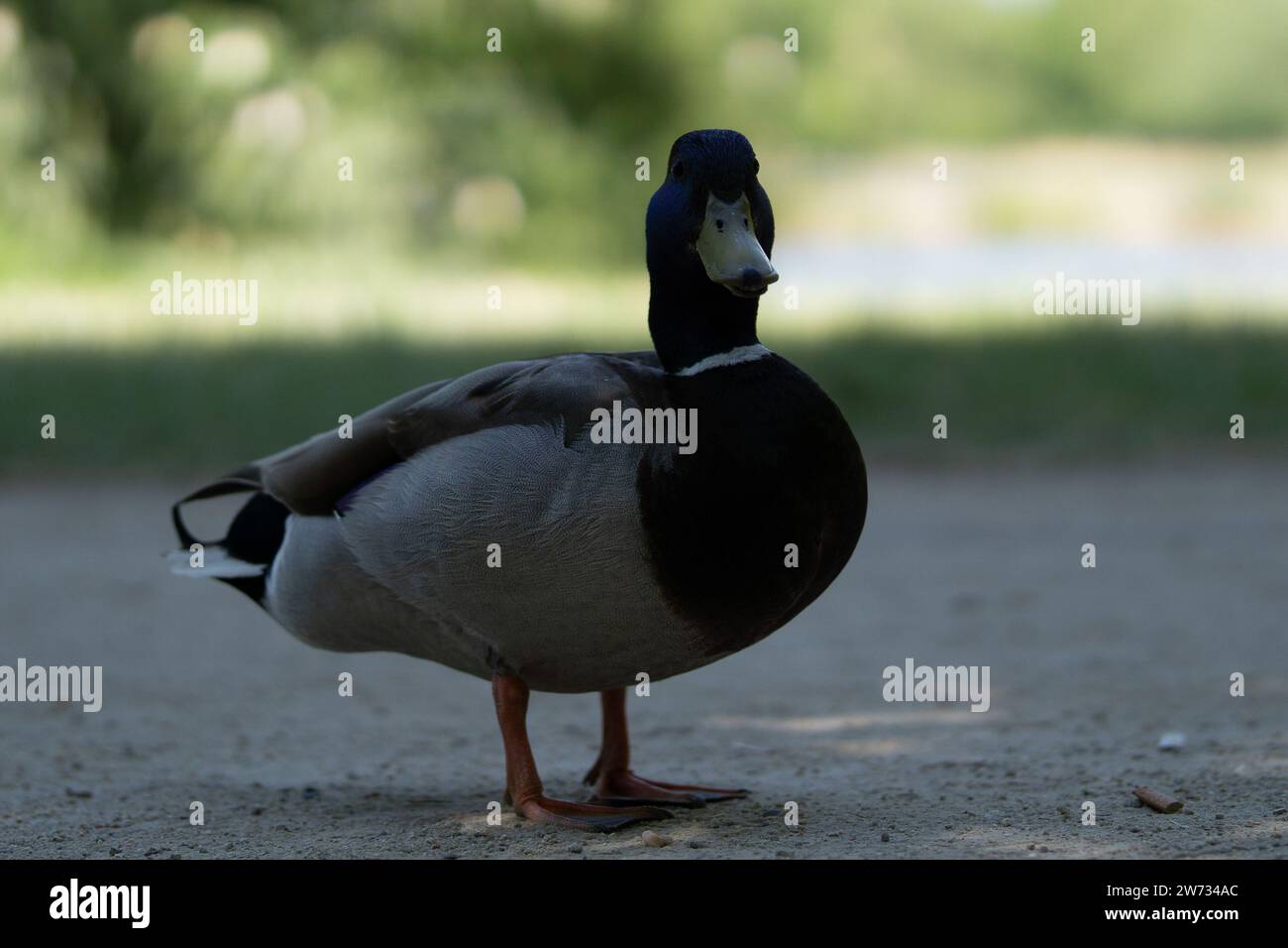 Tiktok duck hi-res stock photography and images - Alamy