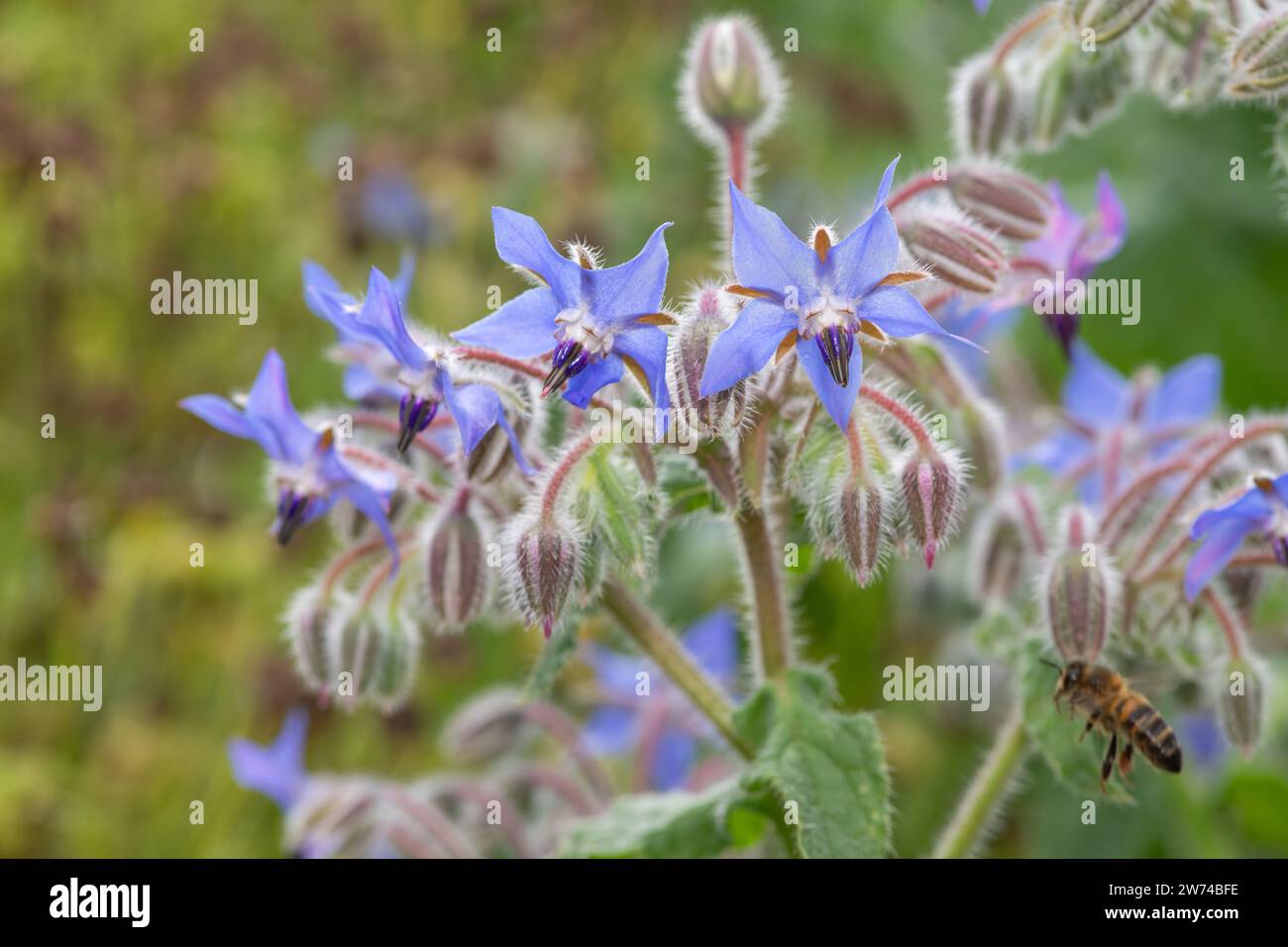 Close up of borage (borago officinalis) flowers in bloom Stock Photo ...