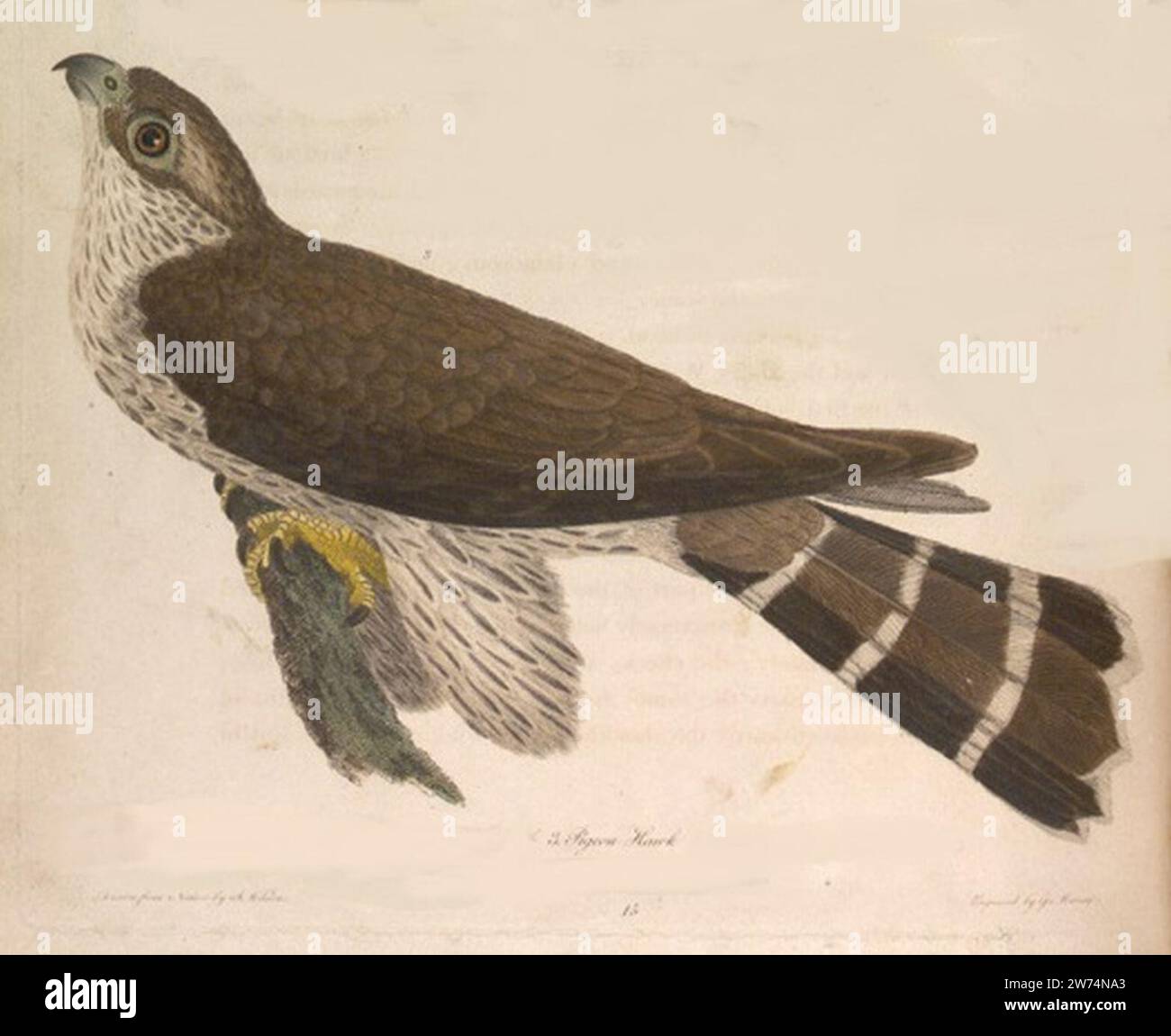 Wilson hawk hi-res stock photography and images - Alamy