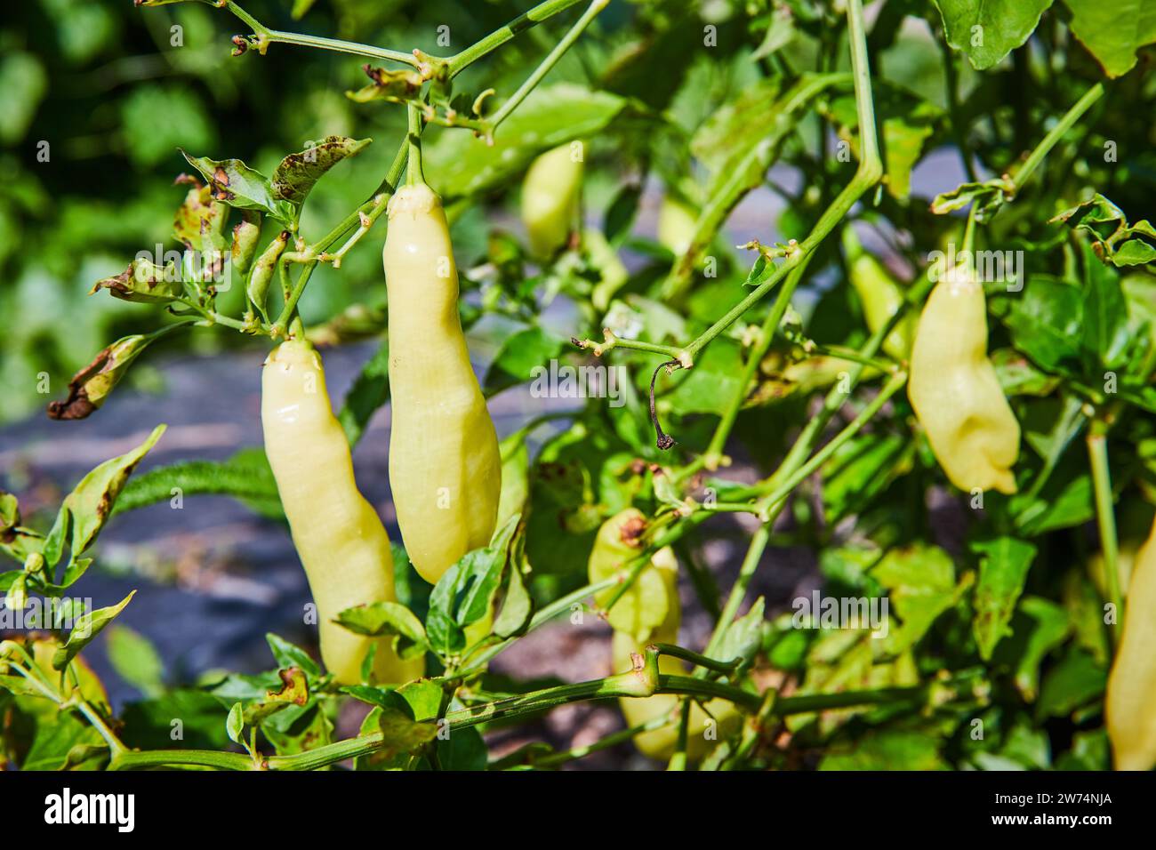 Organic Yellow Chili Peppers in Natural Light, Botanic Garden Farming ...