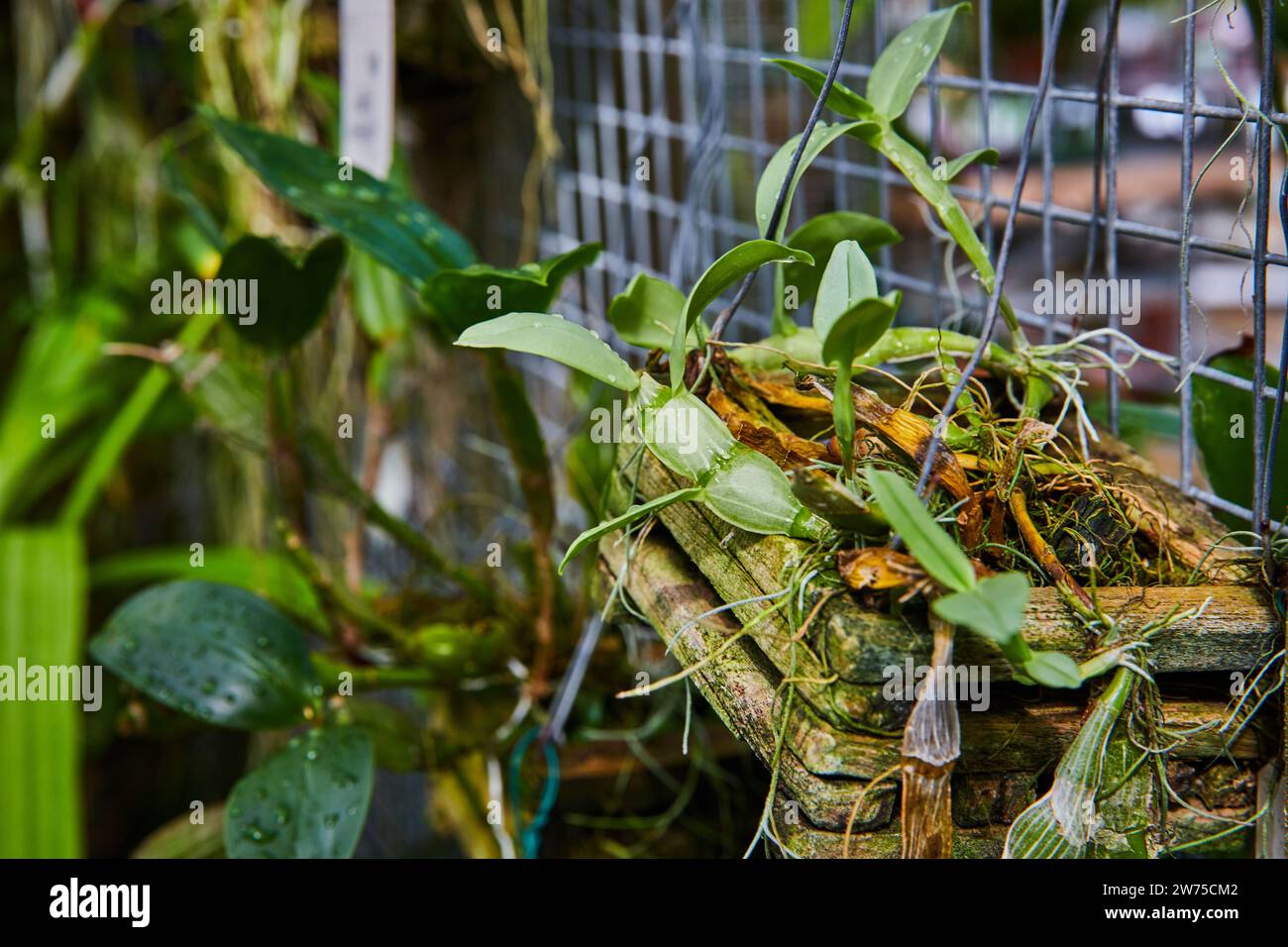 Young Orchid Plants on Wooden Slab in Greenhouse Environment Stock ...