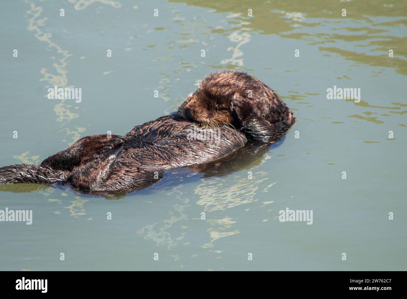 California Sea Otter Stock Photo - Alamy