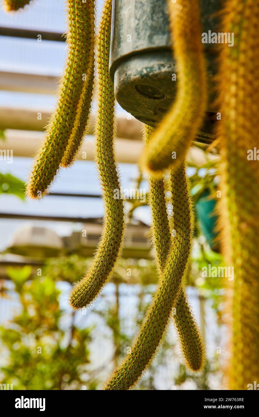 Hanging Rat Tail Cacti in Greenhouse Conservatory Stock Photo - Alamy