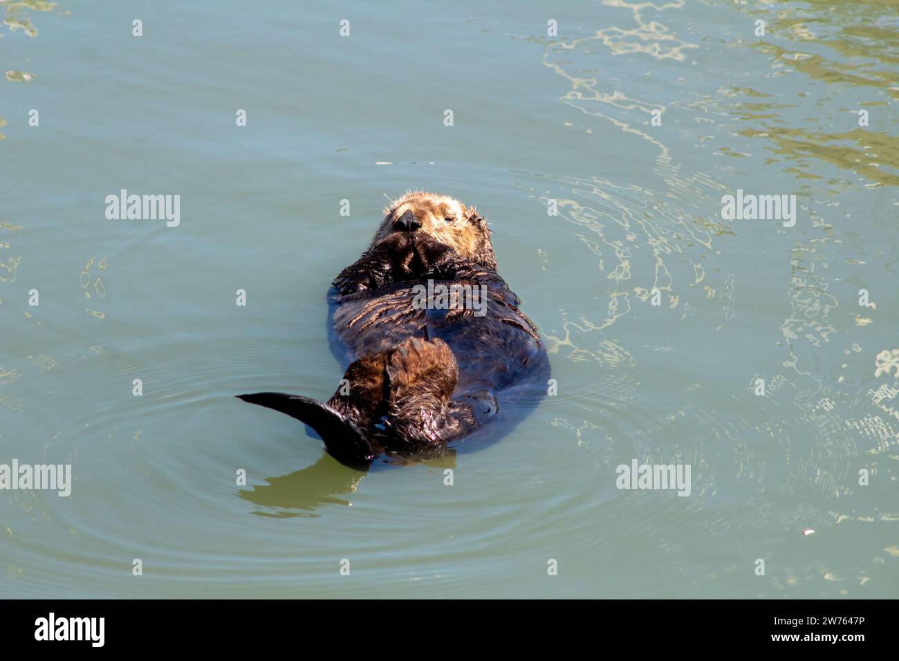 California Sea Otter Stock Photo - Alamy
