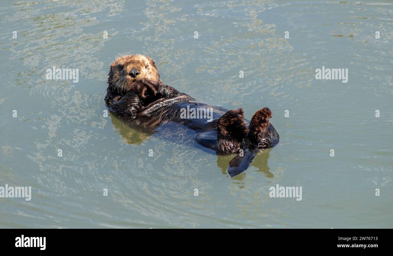 California Sea Otter Stock Photo - Alamy
