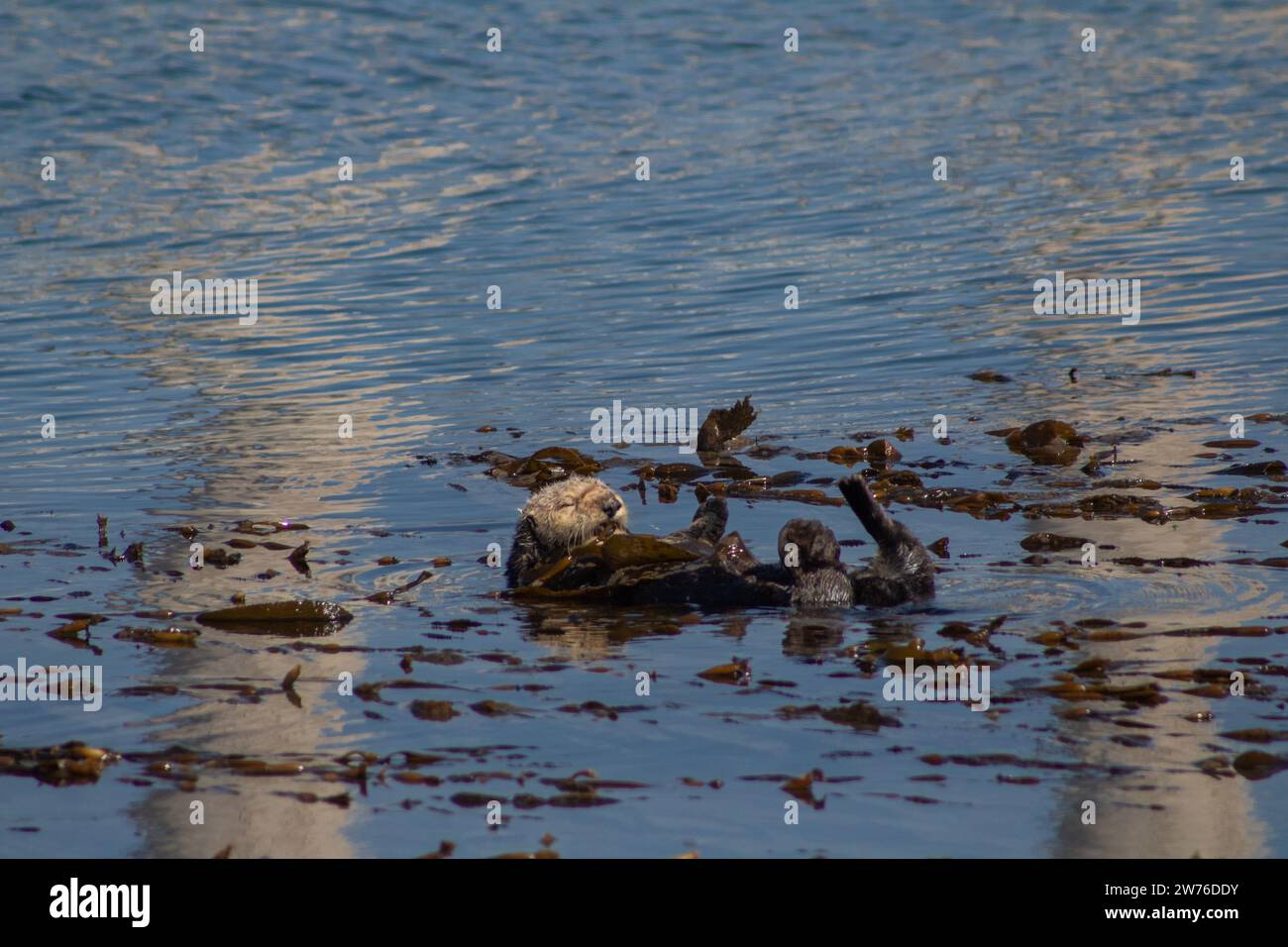California Sea Otter Stock Photo - Alamy