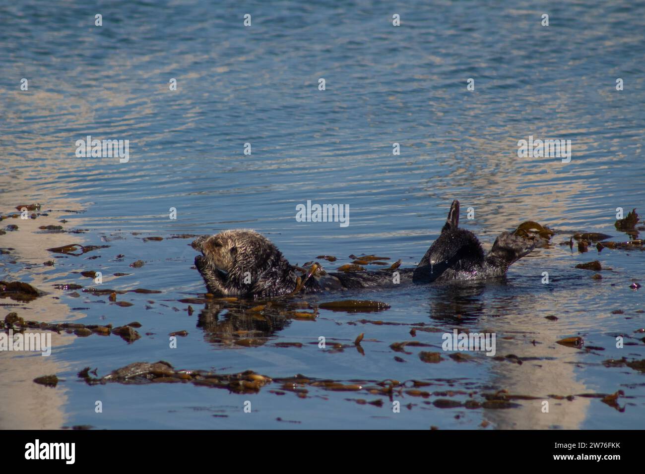 California Sea Otter Stock Photo - Alamy