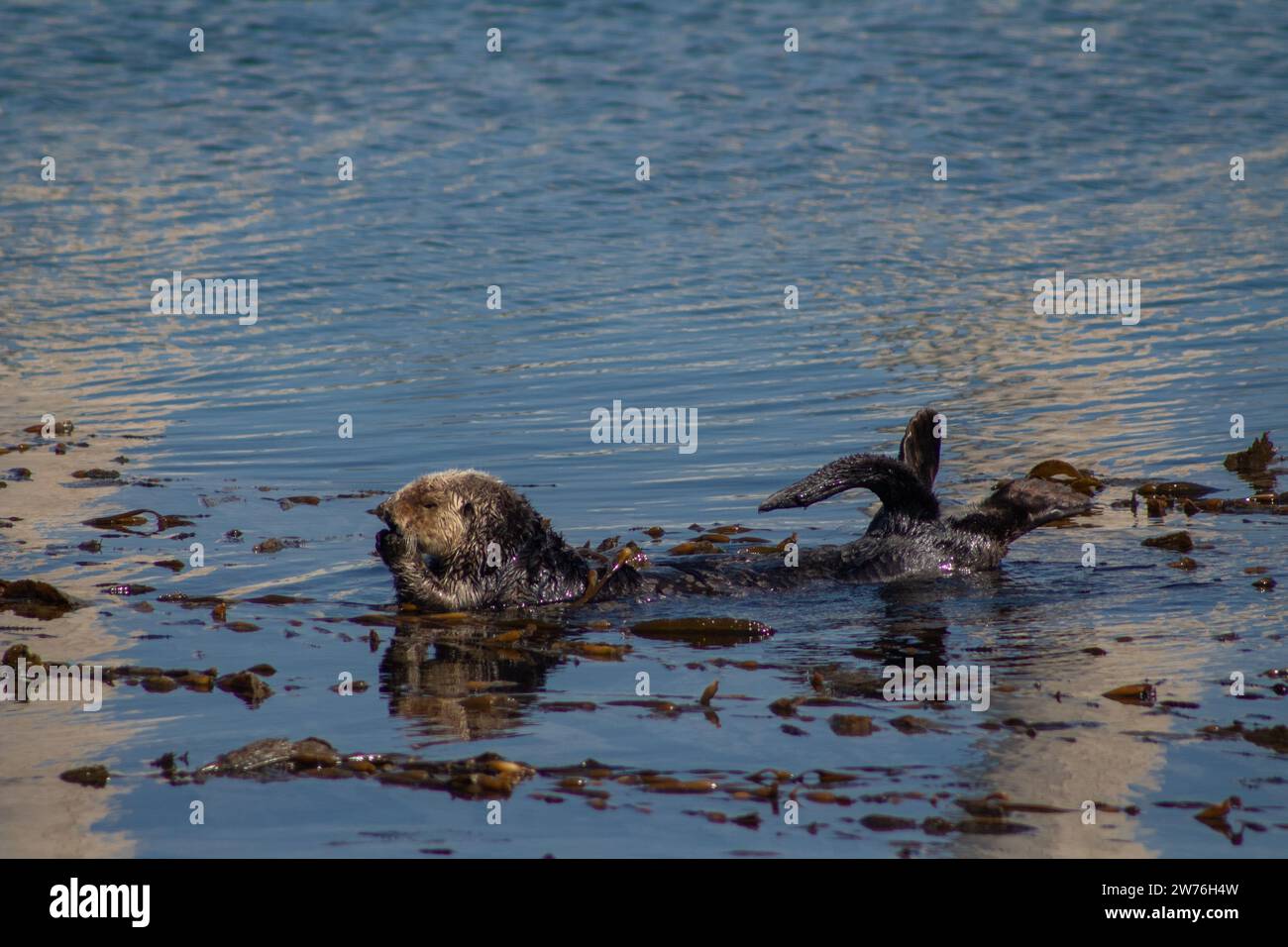 California Sea Otter Stock Photo - Alamy