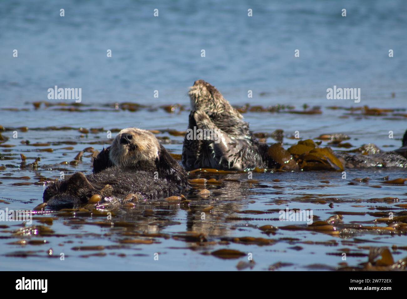 California Sea Otter Stock Photo - Alamy
