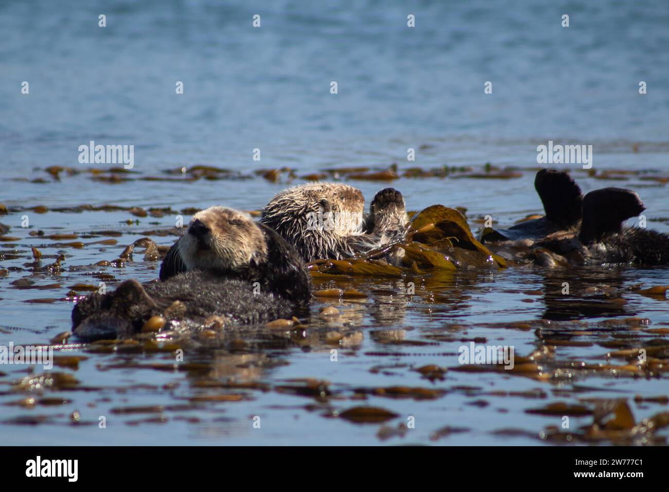 California Sea Otter Stock Photo - Alamy