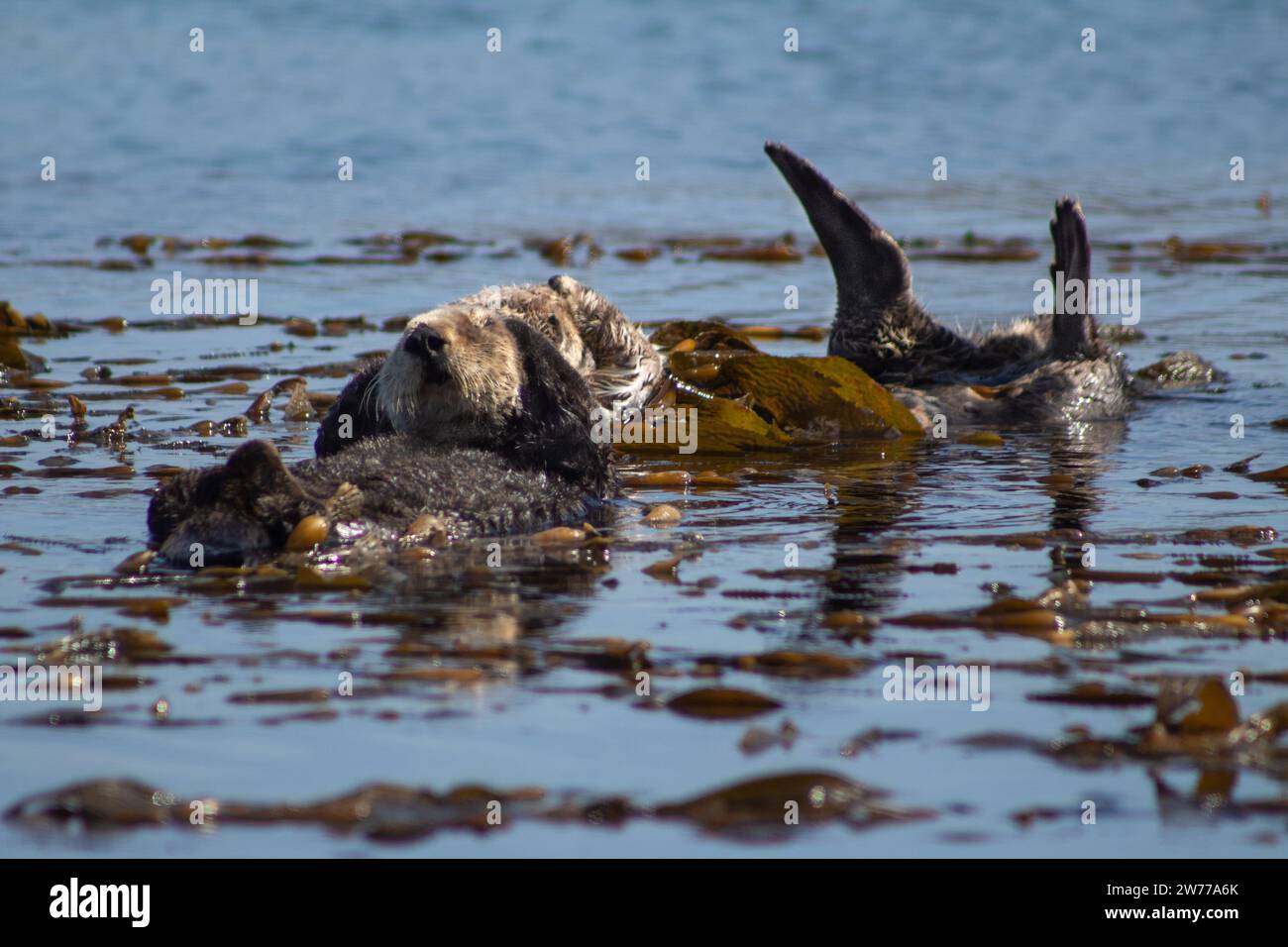 California Sea Otter Stock Photo - Alamy