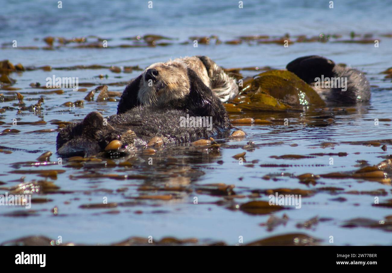 California Sea Otter Stock Photo - Alamy