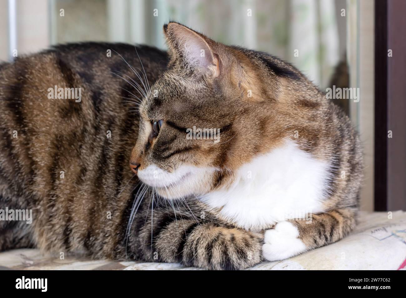 Sad tabby cat lying at home close up Stock Photo - Alamy