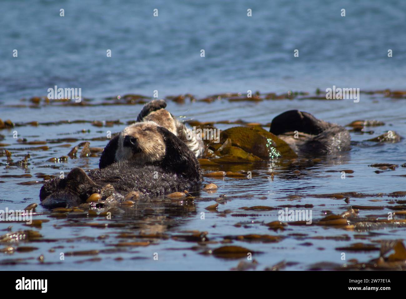 California Sea Otter Stock Photo - Alamy