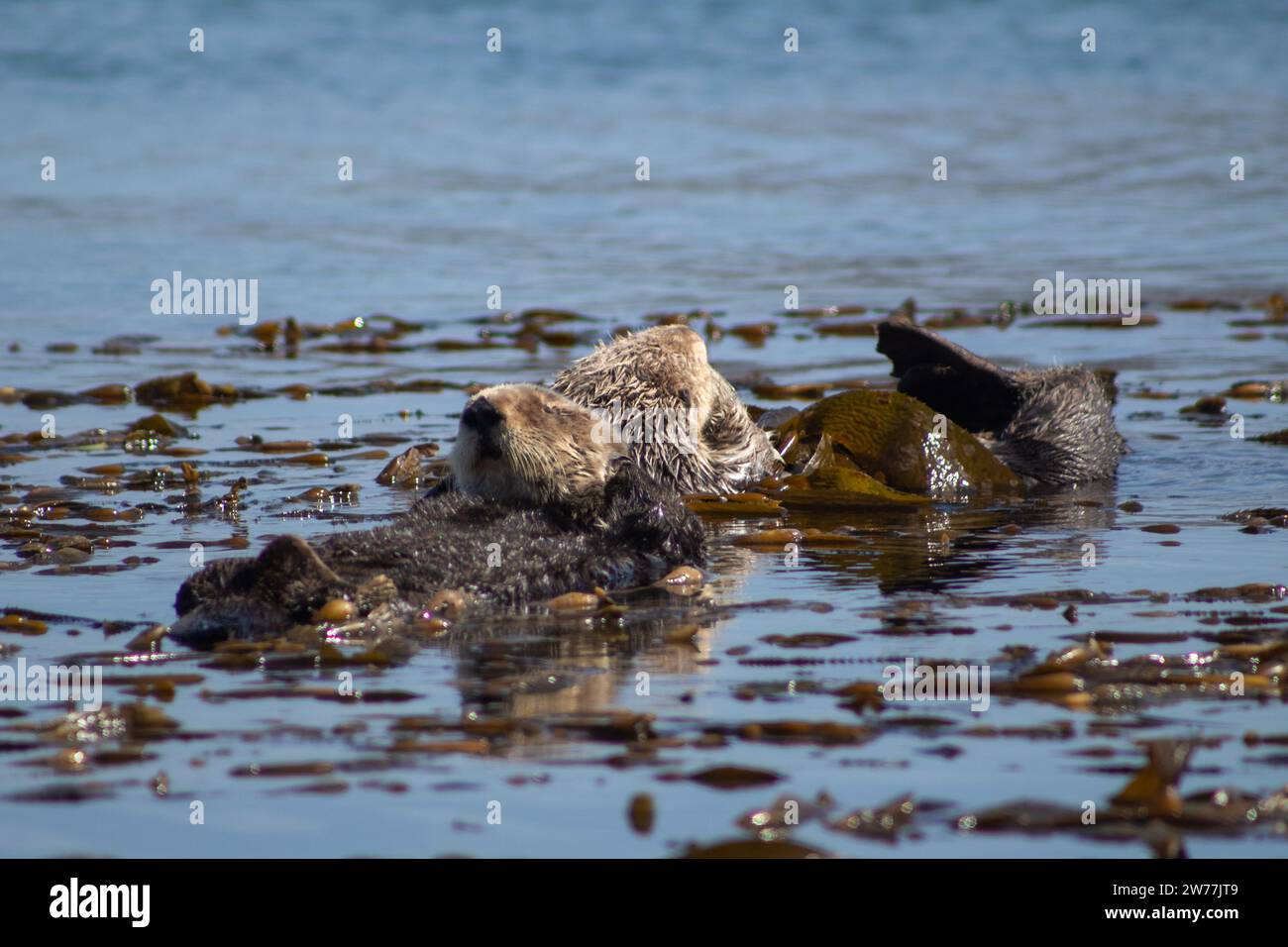 California Sea Otter Stock Photo - Alamy