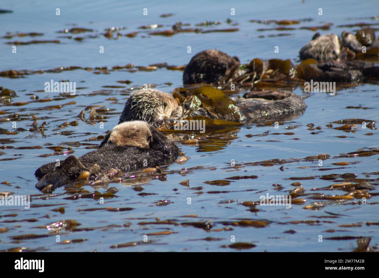 California Sea Otter Stock Photo - Alamy