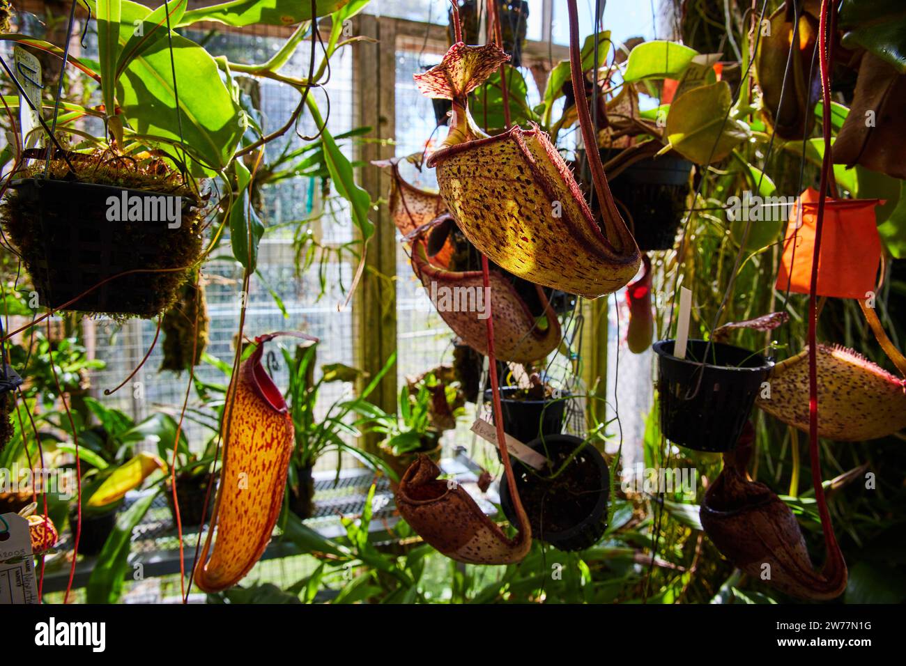 Tropical Pitcher Plants in Lush Greenhouse Oasis Stock Photo - Alamy